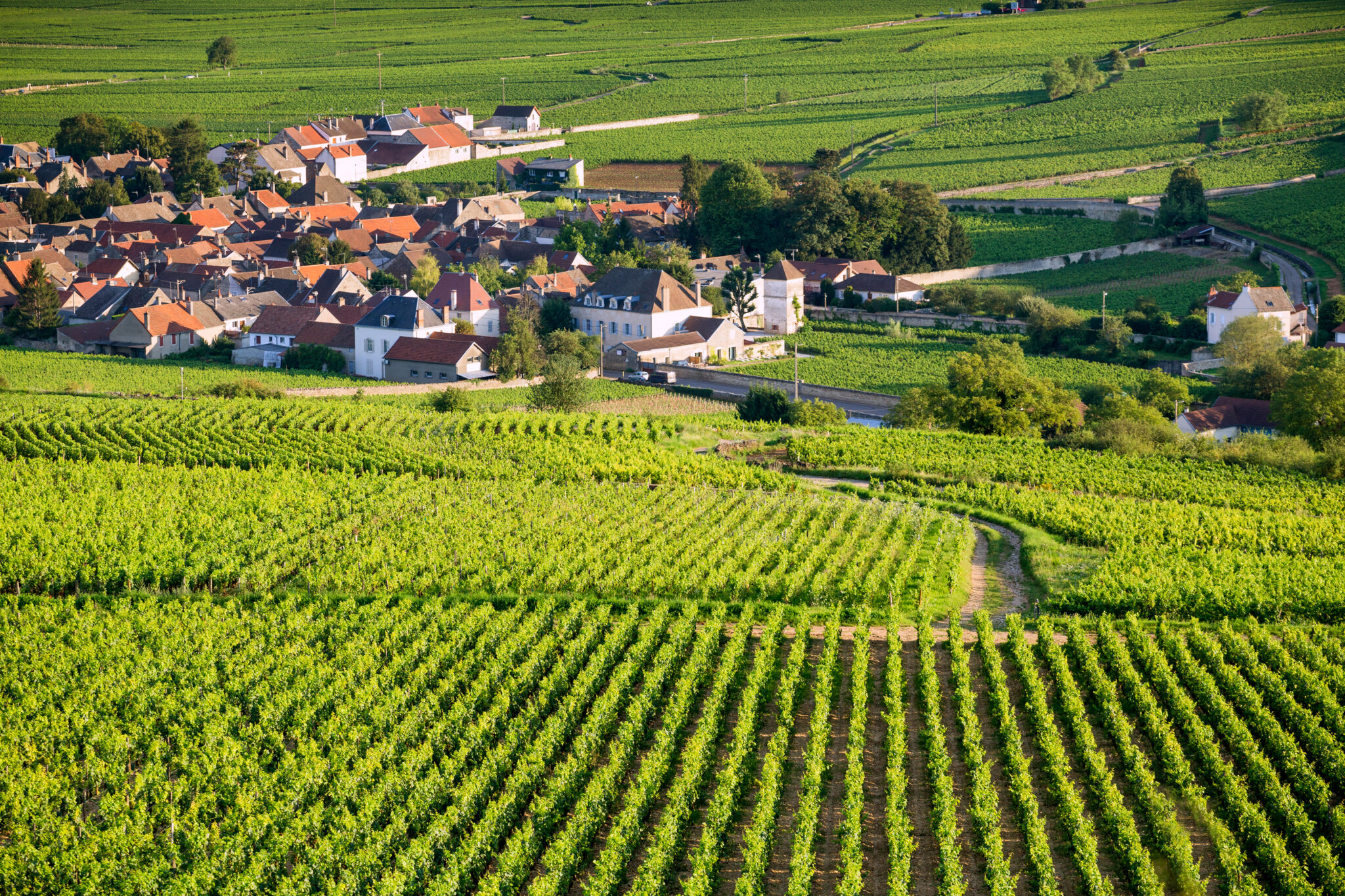 Côte de Beaune vs. Côte de Nuits